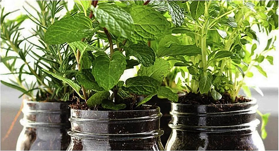 Sustainable Sunday invita a los madrileños a vivir un domingo sostenible